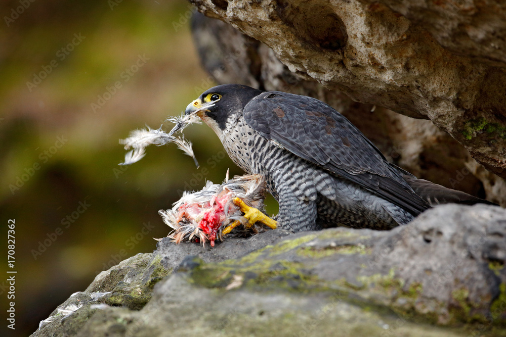Peregrine Falcon Food