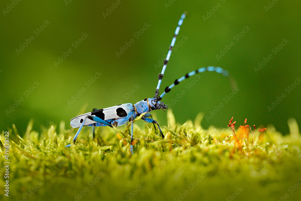 Blue insect in forest. Beautiful blue incest with long feelers, Rosalia ...
