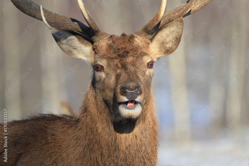 Deer Mouth