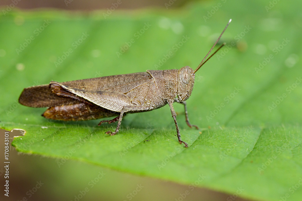 Acrididae Short Horned Grasshoppers