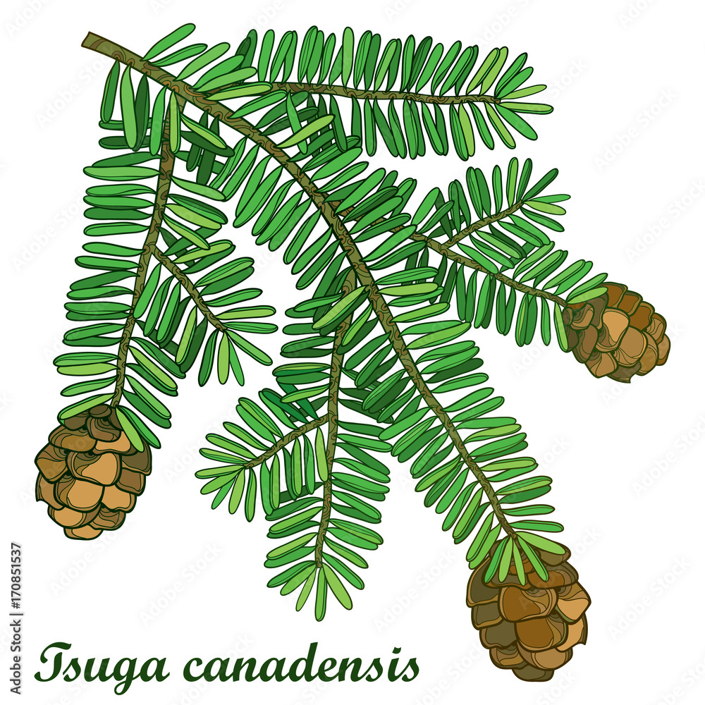 Eastern Hemlock Cones