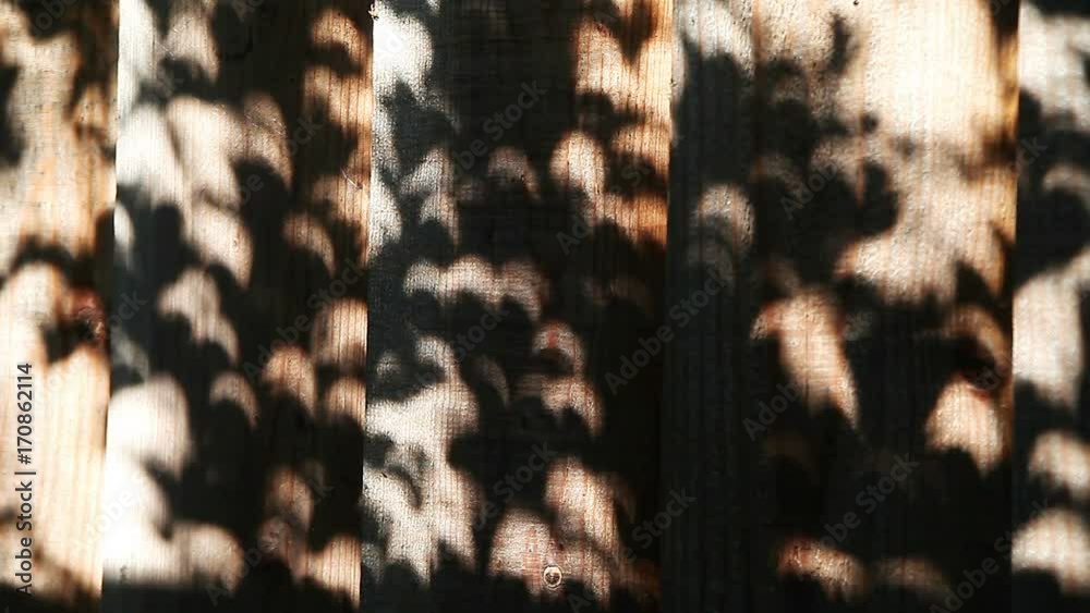 Leaves project crescent-shaped shadows from the 2017 eclipse Stock ...