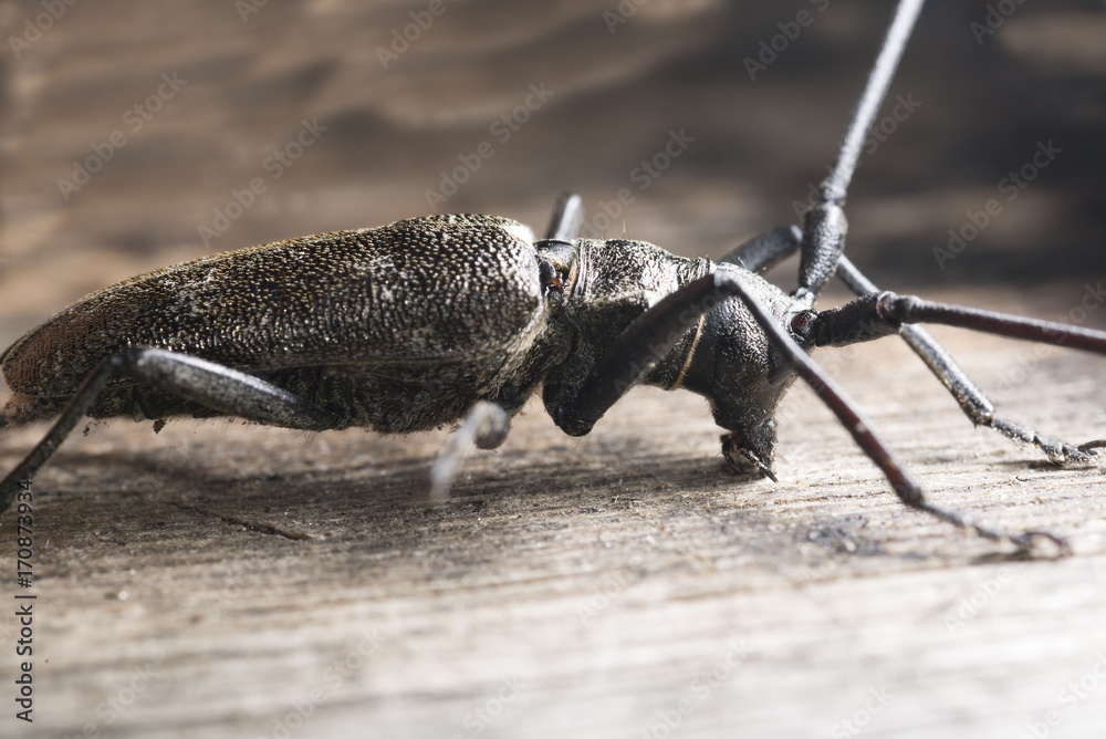beetle beetles Stock Photo | Adobe Stock