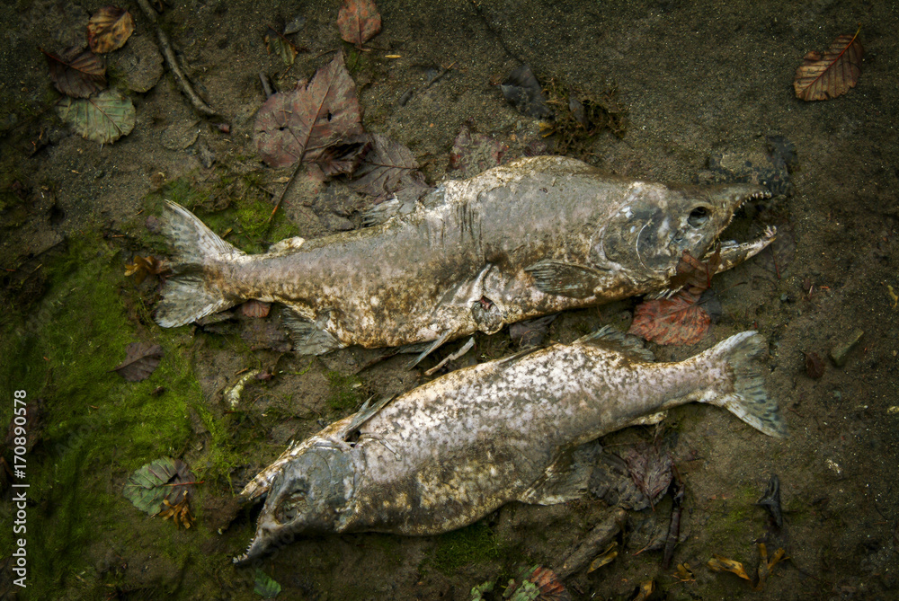 Dead Alaskan Salmon. After spawning salmon die out and float downstream ...