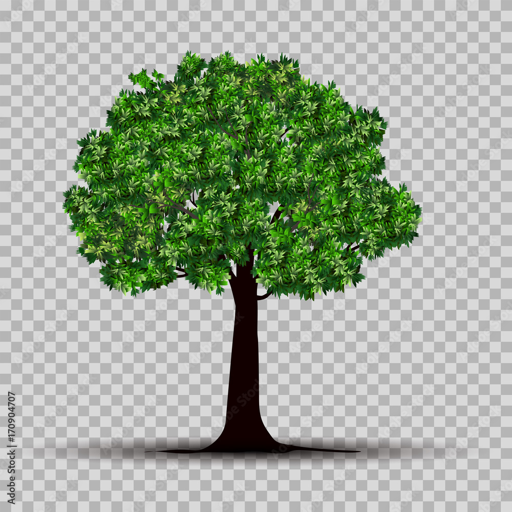 Engraved tree. Vector illustration of a fruit in vintage engraving ...