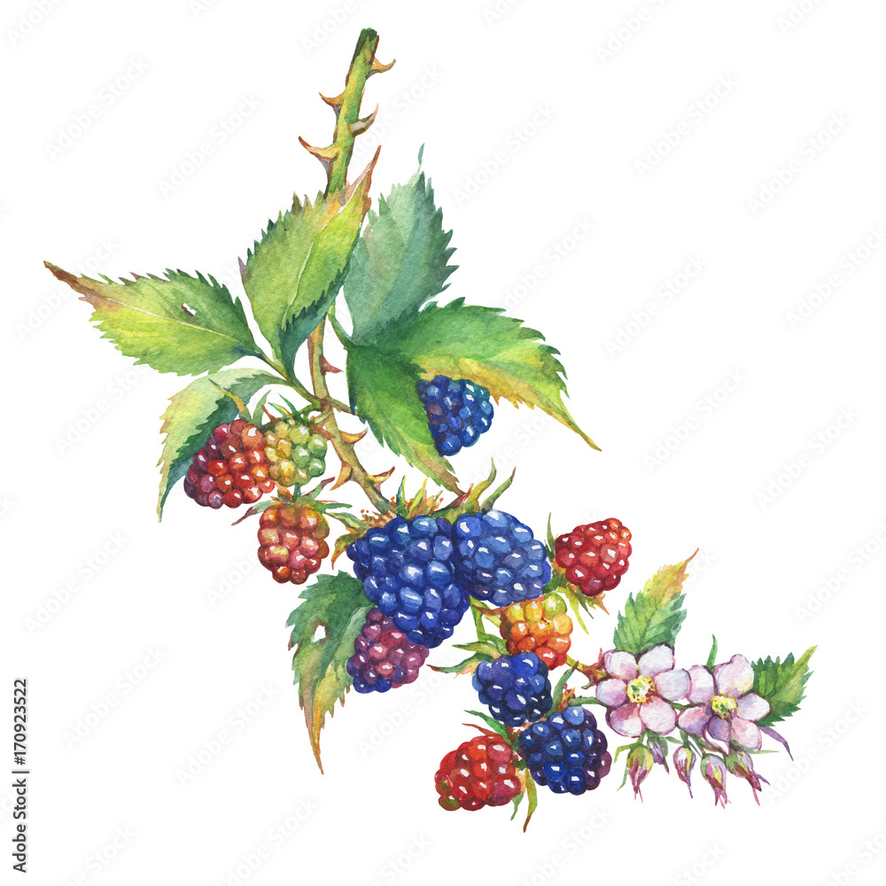 Blackberry Plant Drawing