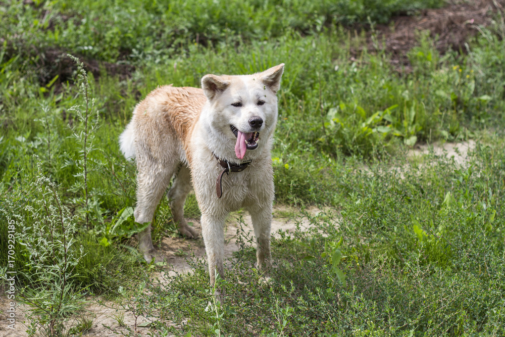Funny cute Japanese akita inu with his tongue sticking out in summer in ...