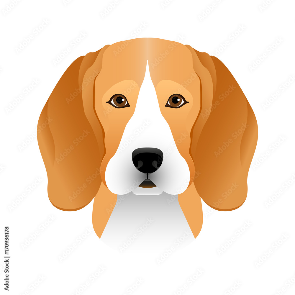 Isolated colorful head and face of beagle on white background. Line ...