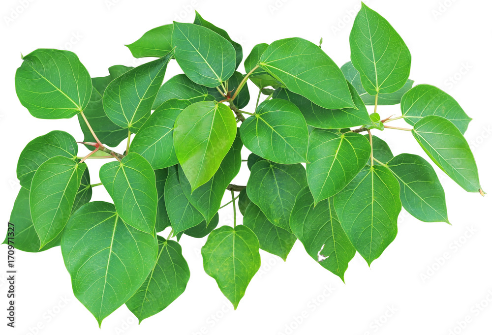 young bo leaf on isolate and white background and with clipping path ...