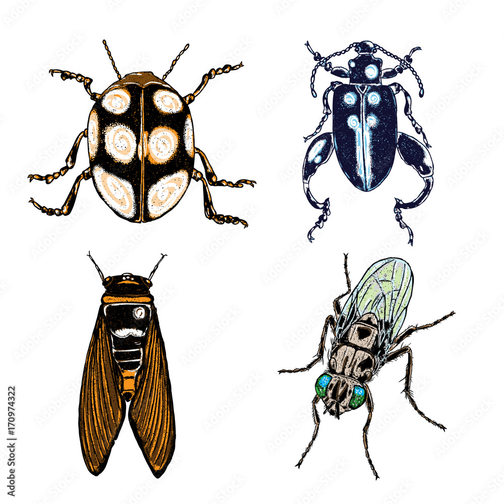 Insects Drawings To Color