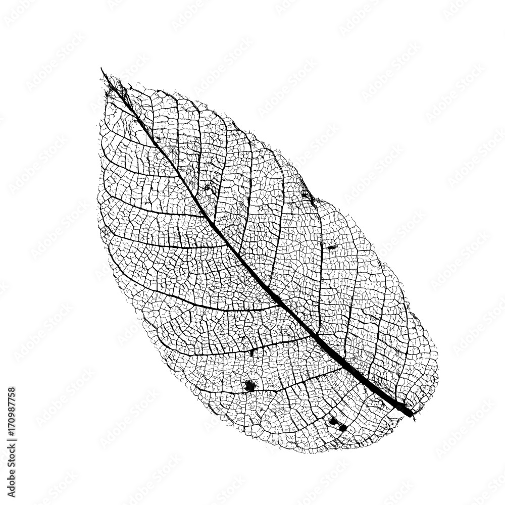 Vector Walnut Leaf Structure Skeletons with Veins Stock Vector | Adobe ...