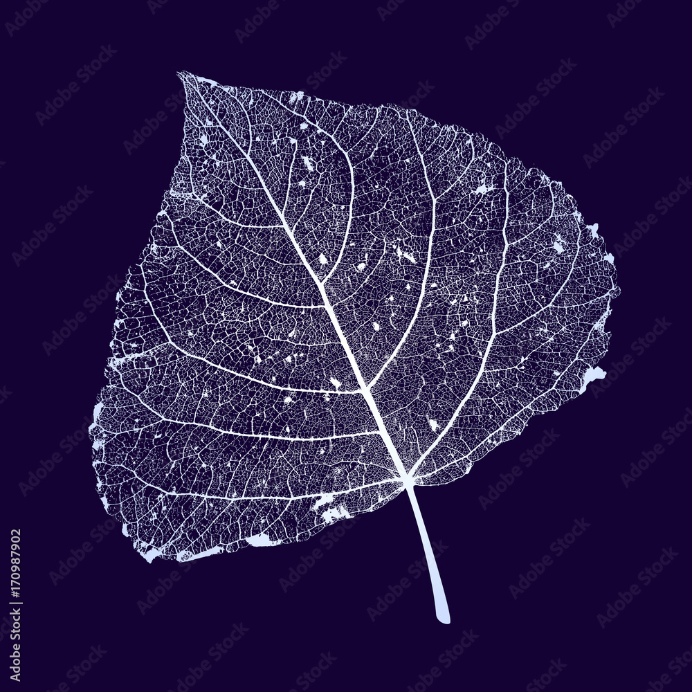 Vector Poplar Leaf Structure Skeletons with Veins Stock Vector | Adobe ... Vector Poplar Leaf Structure Skeletons with Veins Stock Vector | Adobe ...