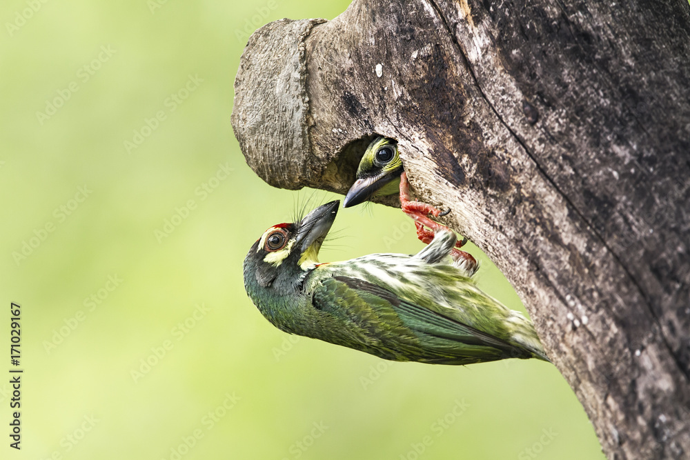 The coppersmith barbet, or coppersmith , is a bird with crimson ...