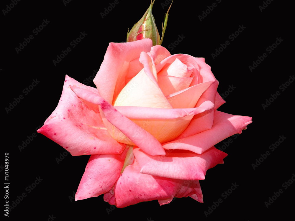 Black And White Photos Of Flowers With Color