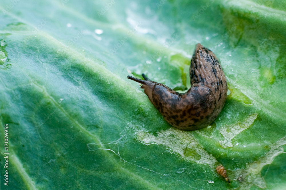 Reticulated slug (Deroceras sturangi, Deroceras agreste, Deroceras ...