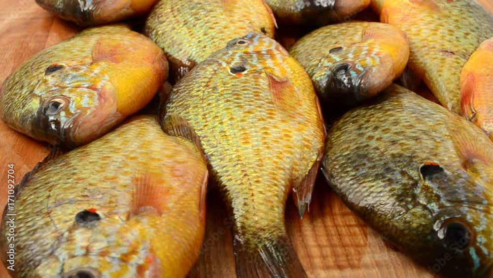 Flier fish. Centrarchus macropterus. Lepomis gibbosus. Stock Video ...