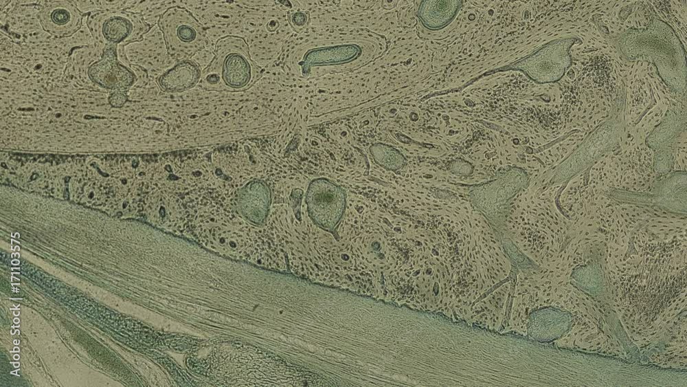 human body cells under a scientific microscope animation Stock Video ...