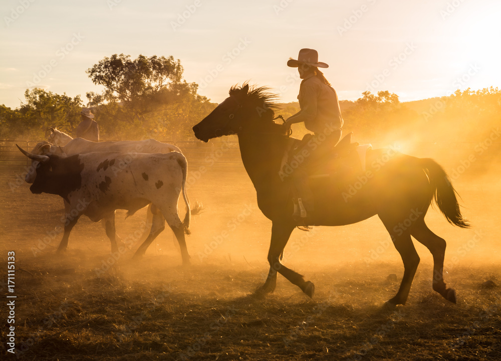Mustering, Kimberley, Western Australia Stock Photo | Adobe Stock