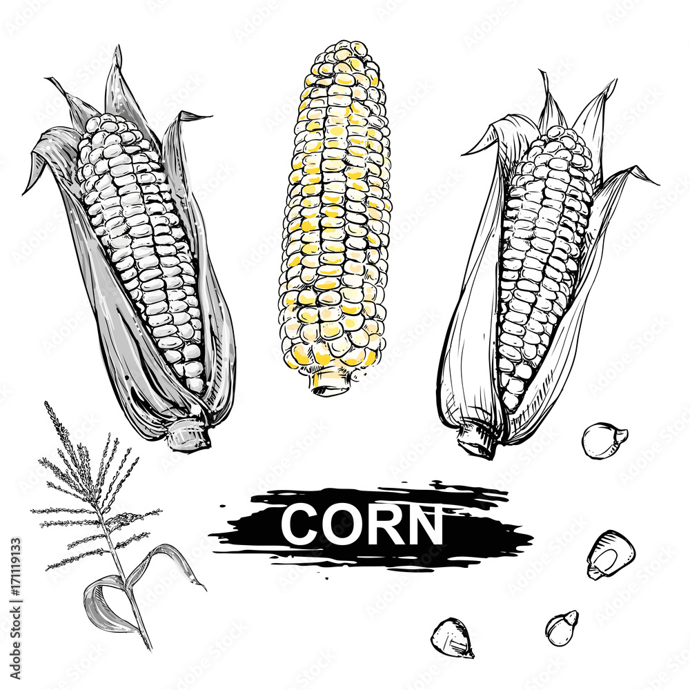 Corn Kernel Illustration