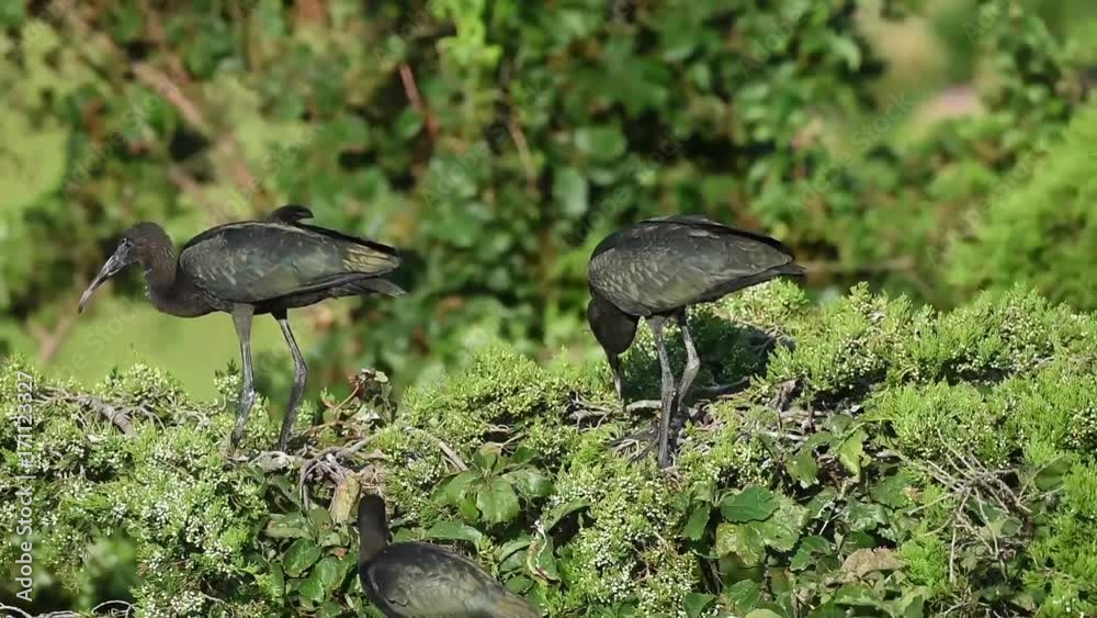 Juvenile Glossy Ibis Stock Video | Adobe Stock