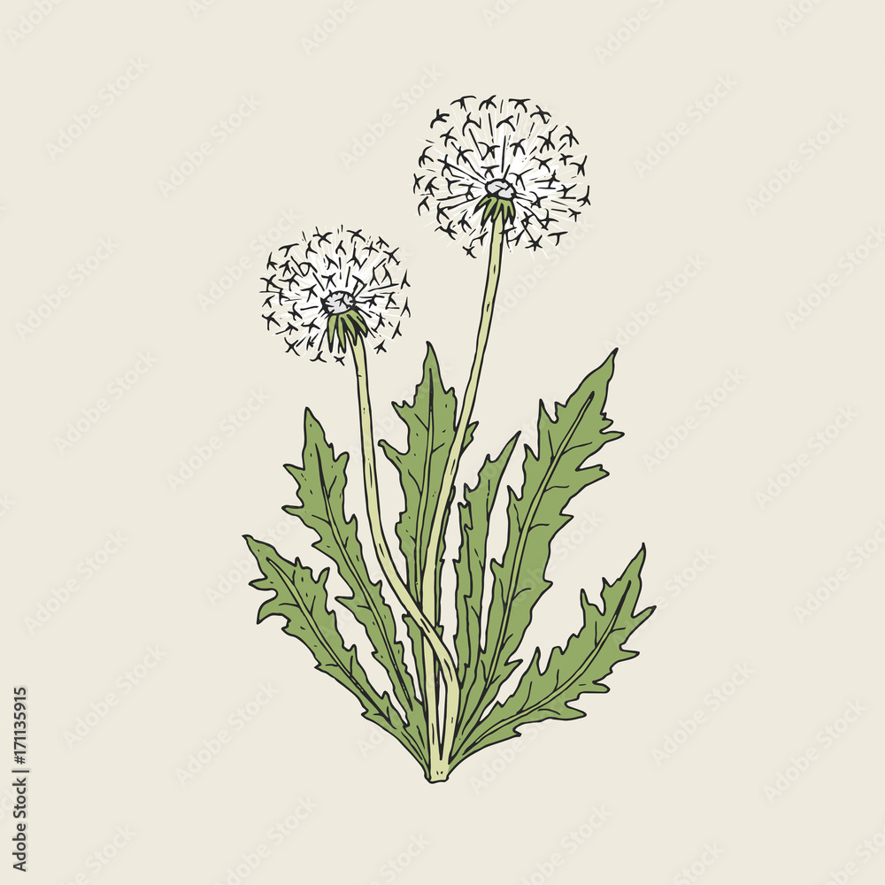 Dandelion Plant Drawing