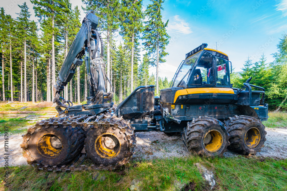 Forest cutting. Timber harvester. Forest cutting with the help of a ...