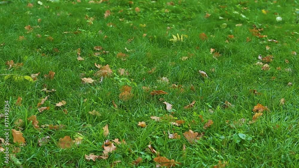 Green grass and golden fall leaves background. Real time full hd video ...