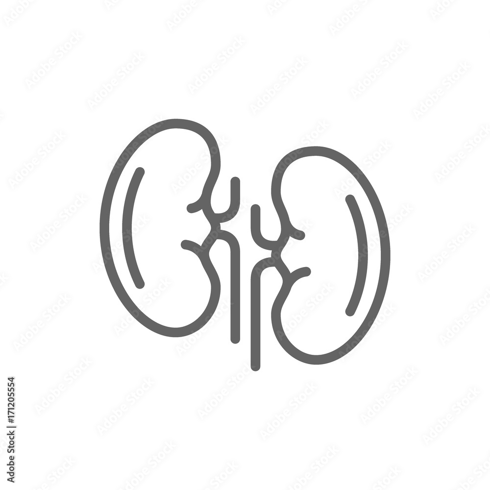 Simple kidneys line icon. Symbol and sign vector illustration design ...