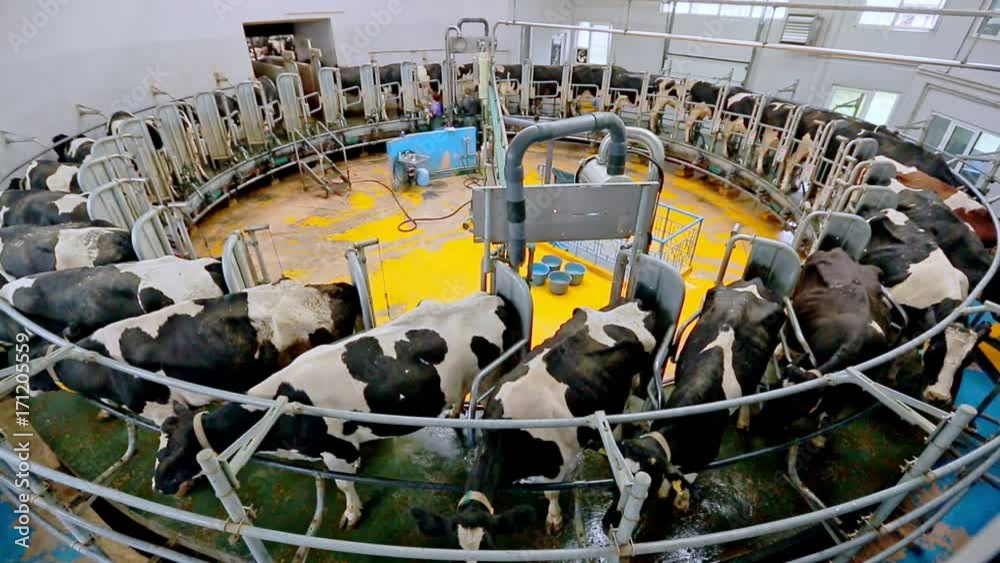 Process milking cows. Dairy cows on milking machine. Automated ...