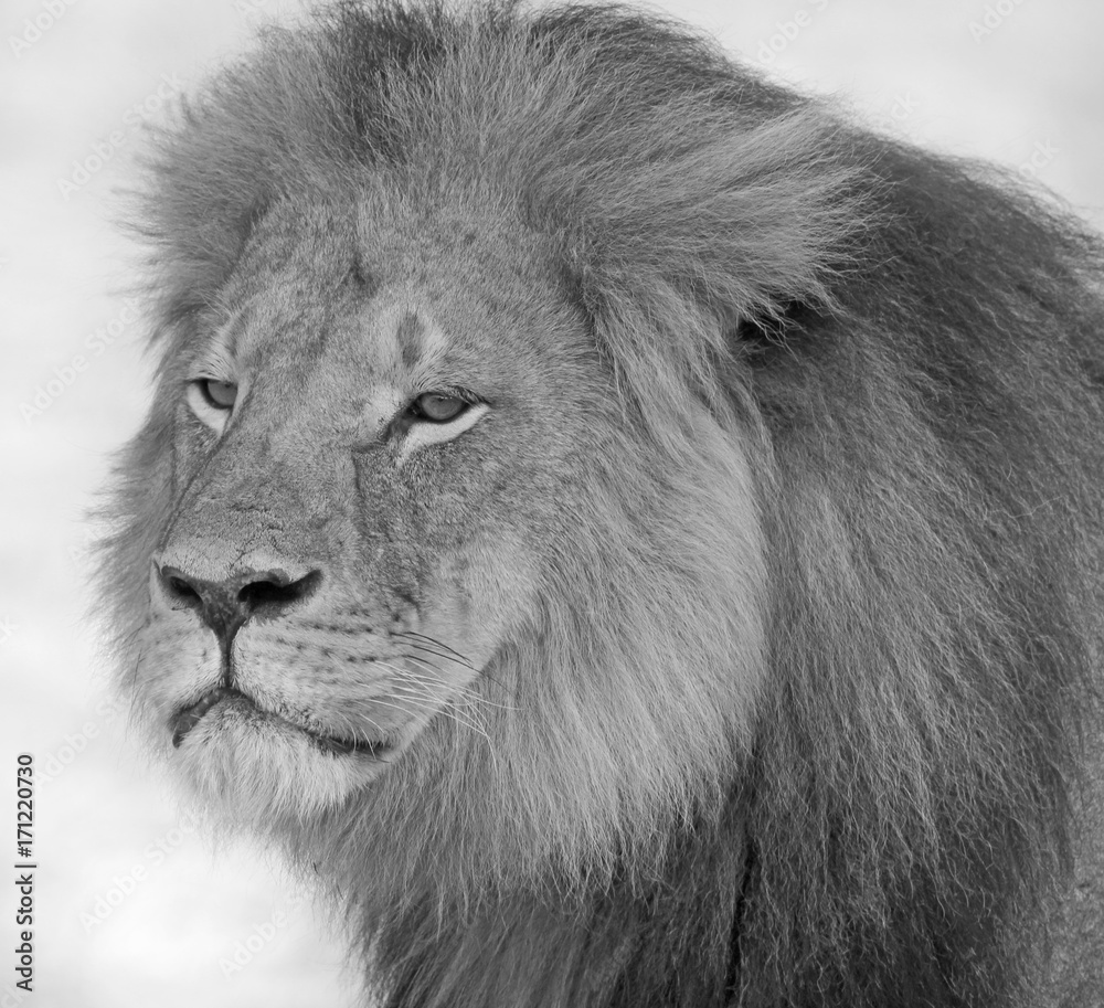Full face of Cecil the Iconic Lion of Hwange who was killed by a hunter ...