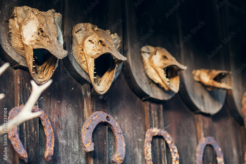 Pike Skull