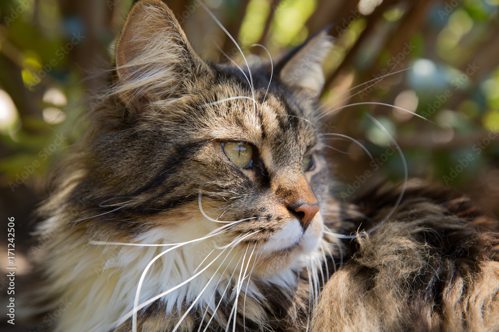 Moritz the Maine Coon cat Stock Photo | Adobe Stock