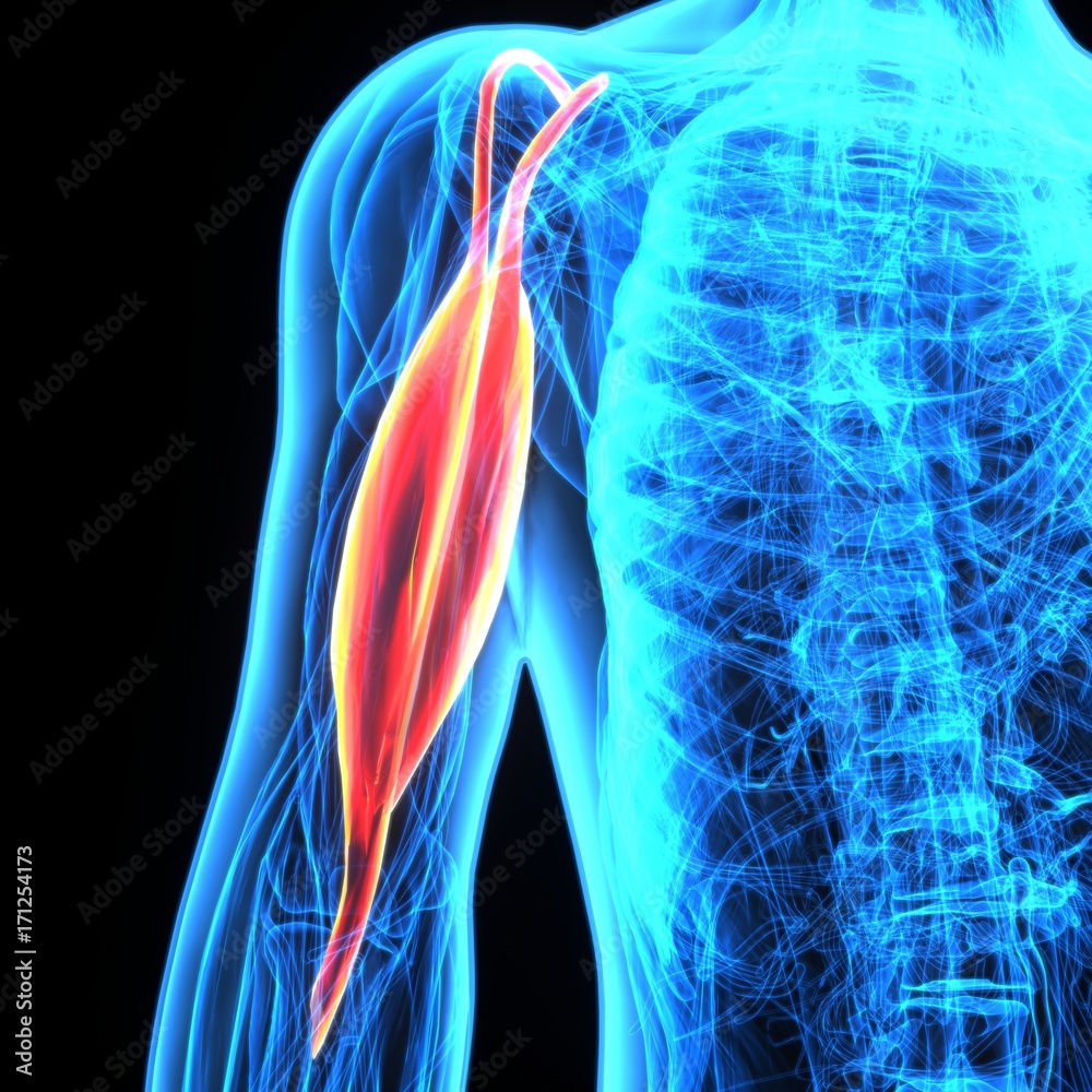 medically accurate illustration of the biceps Stock Illustration ...