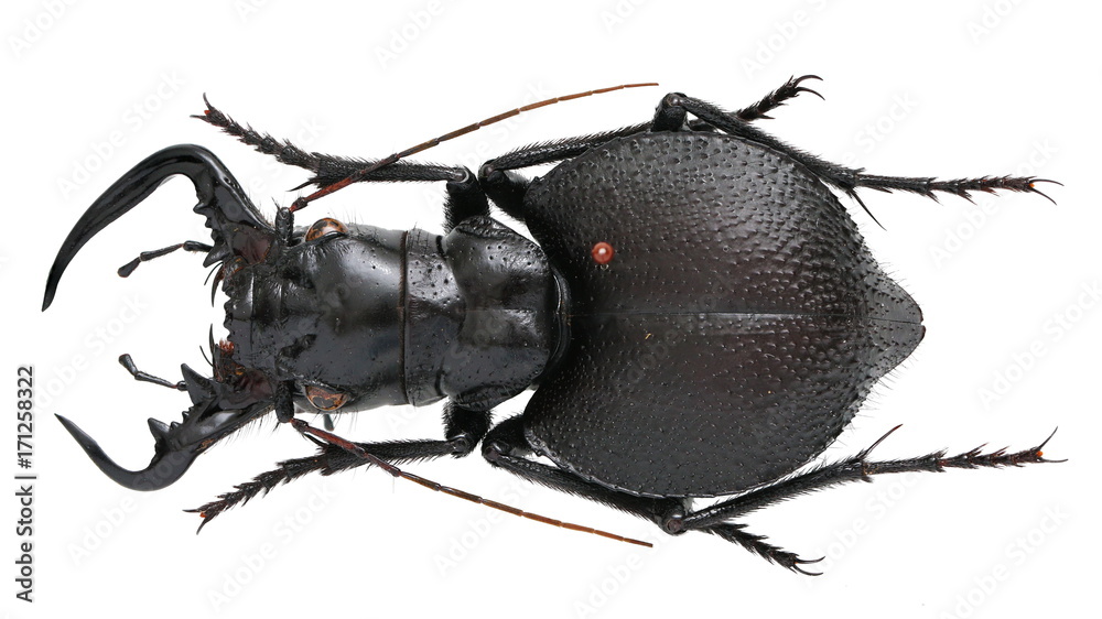 Manticora latipennis tiger beetle Stock Photo | Adobe Stock