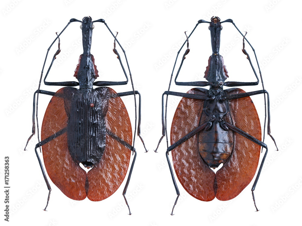 Mormolyce phyllodes violin beetle Stock Photo | Adobe Stock