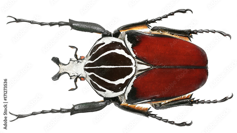 Goliathus goliatus Stock Photo | Adobe Stock