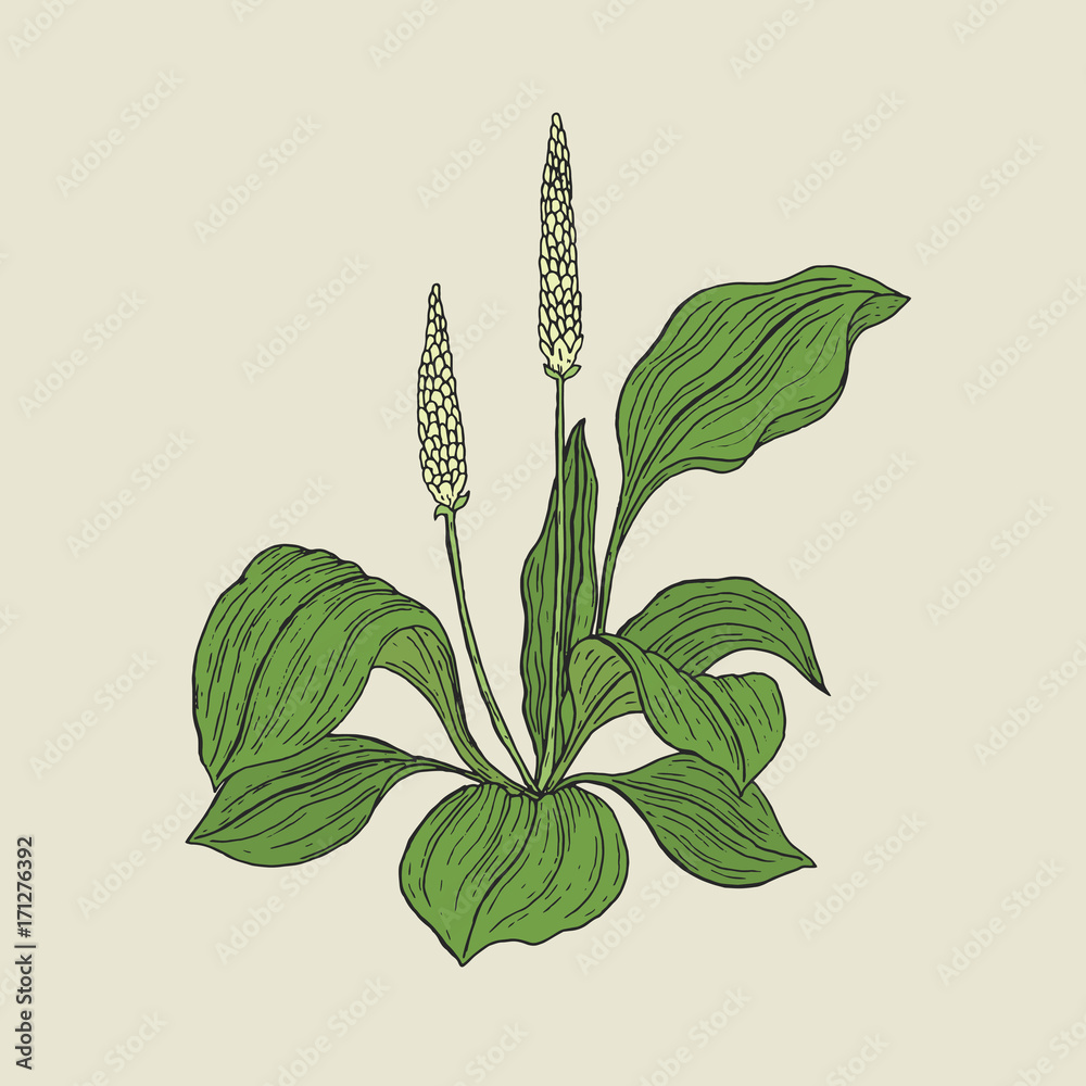 Detailed botanical drawing of plantain with yellow flowers and green ...
