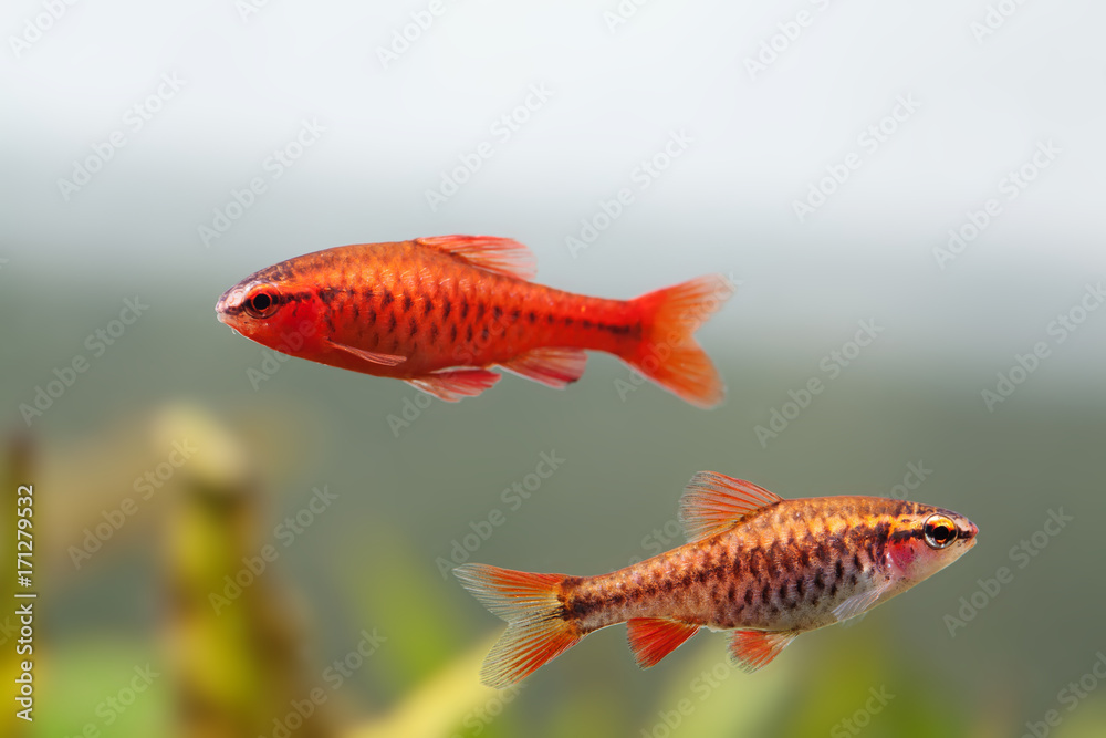 Pair red orange exotic aquarium fishes macro view. Puntius titteya male ...