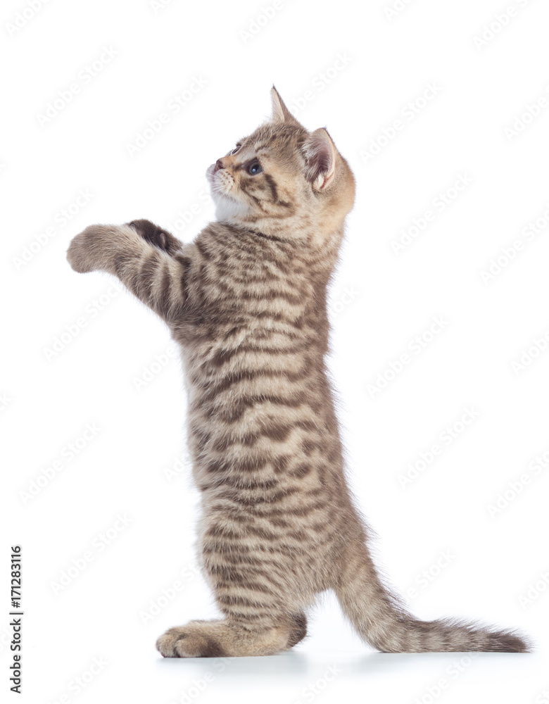 Standing kitten cat side view isolated on white Stock Photo | Adobe Stock