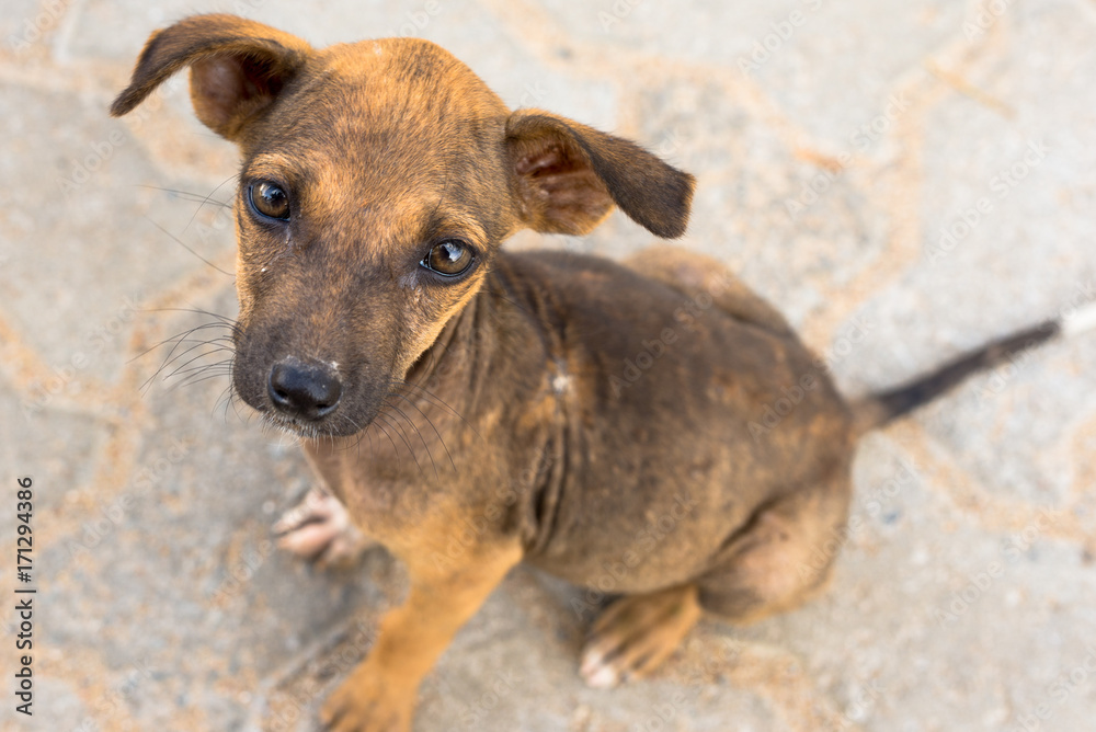 Little Indian pariah dog in Tissamaharama, Sri Lanka. The puppy is a ...