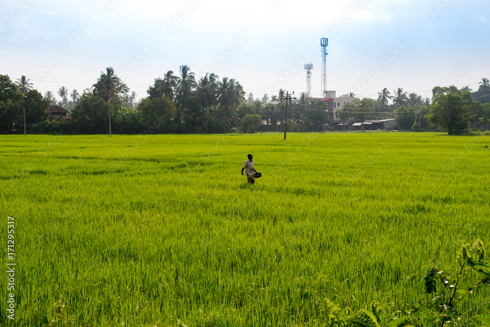 Rice cultivation in the south of Sri Lanka. Farmer sows rice in the ...