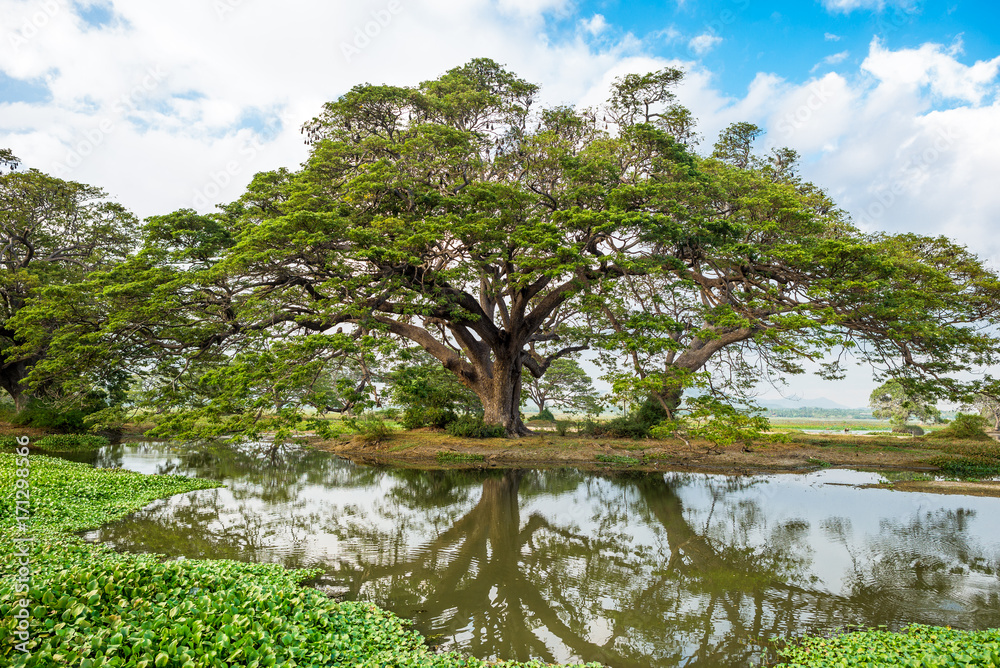 Foto de Huge rain trees with large flying foxes who hanging in the ...