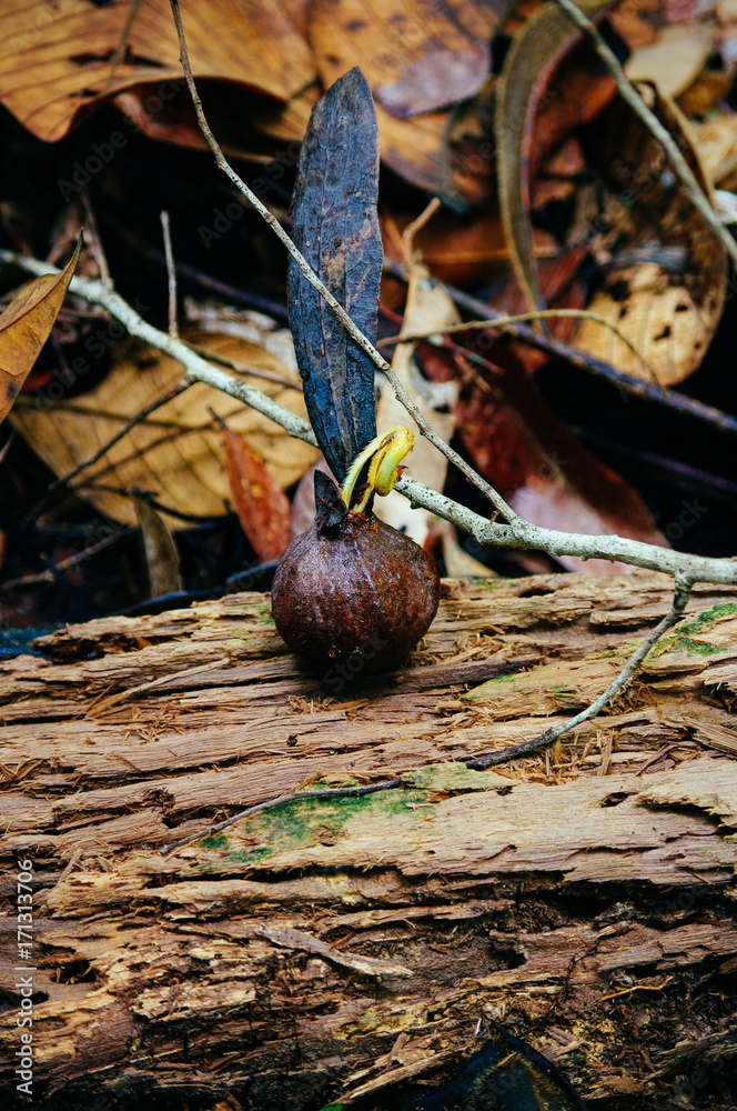 Helicopter seeds of Dipterocarpus spp. on tropical rain forest of ...