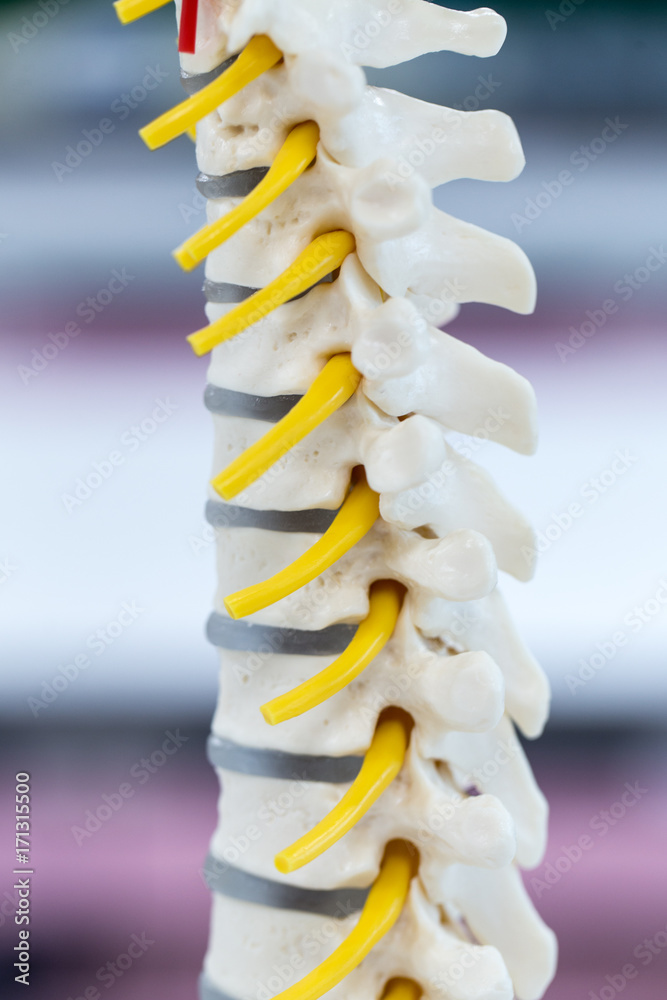 The vertebral column, also known as the backbone or spine, is part of ...