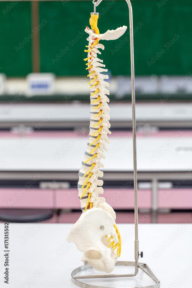 Axial Skeleton Vertebral Column