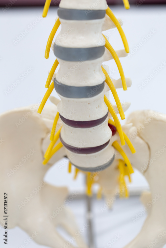 The vertebral column, also known as the backbone or spine, is part of ...