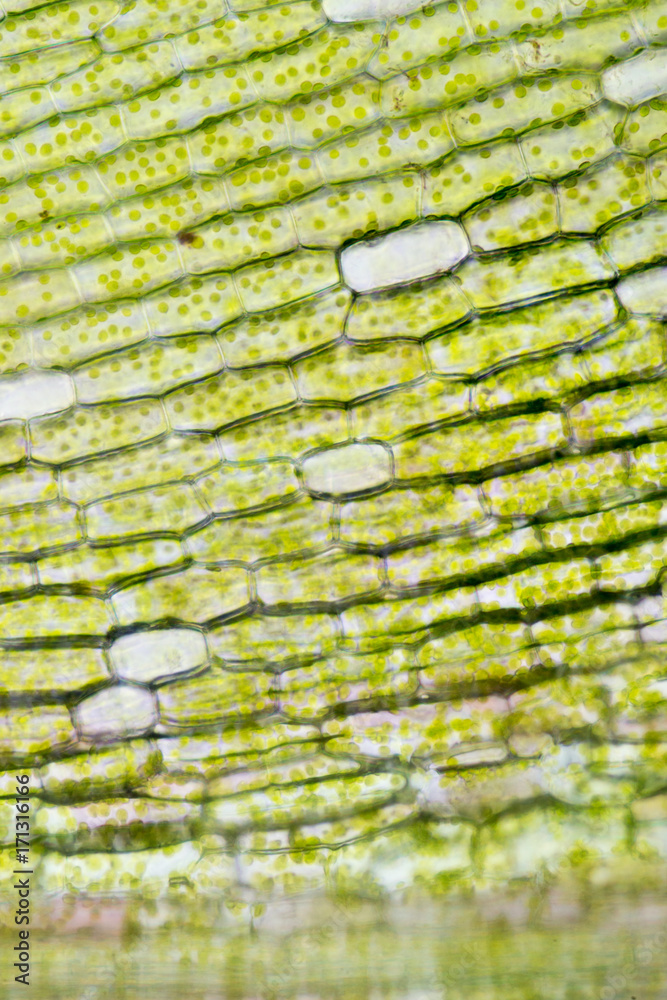 Leaf Cell Microscope