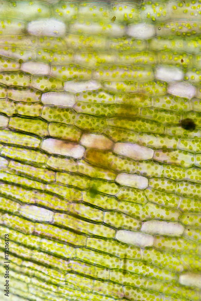 Cell structure Hydrilla, view of the leaf surface showing plant cells ...