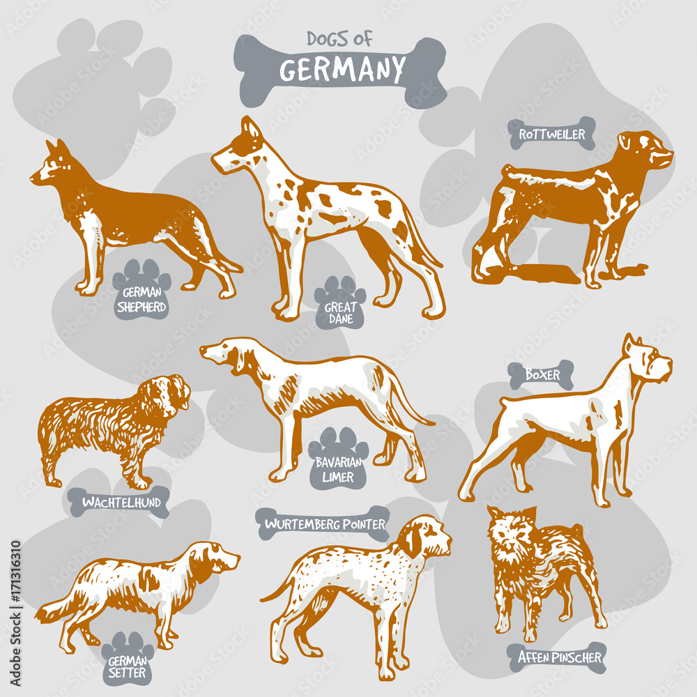 Dogs breeds of the world vector draw and shilouette on isolated ...