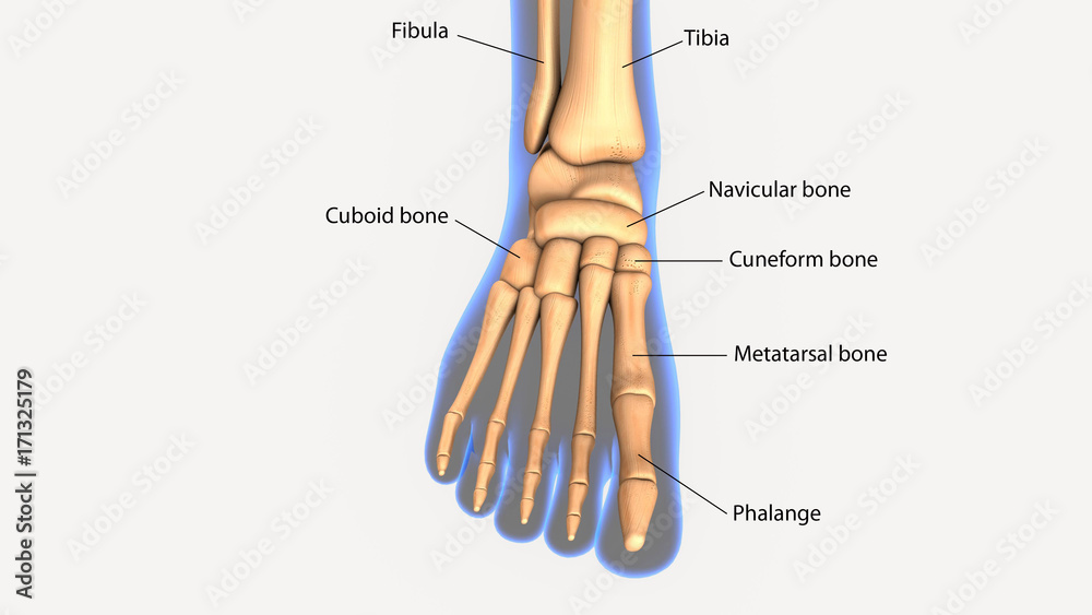 3D illustration of Foot Skeleton - Part of Human Skeleton. Stock ...